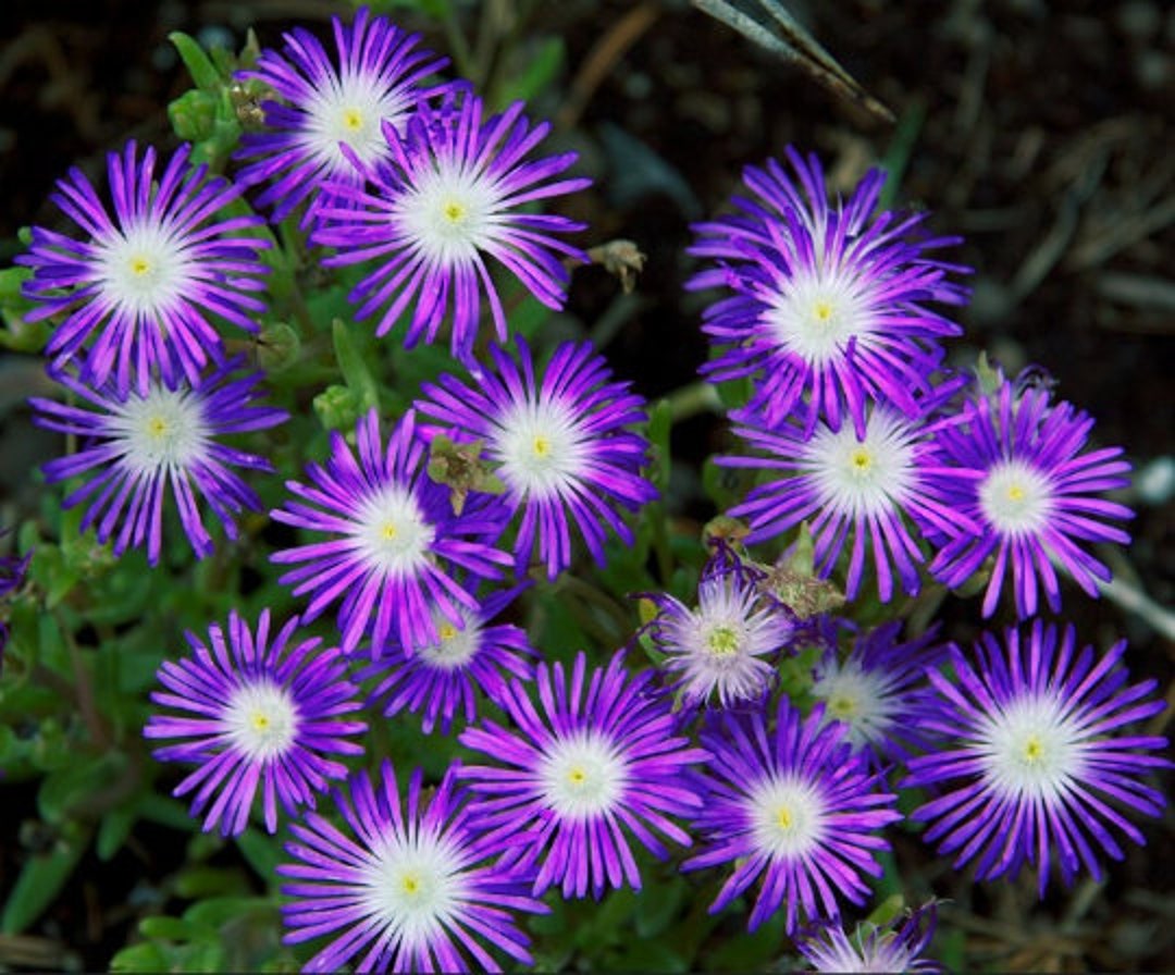 PERENNIAL BLUE Ice Plant Livingstone Daisy Delosperma Mix Dry Hot ...