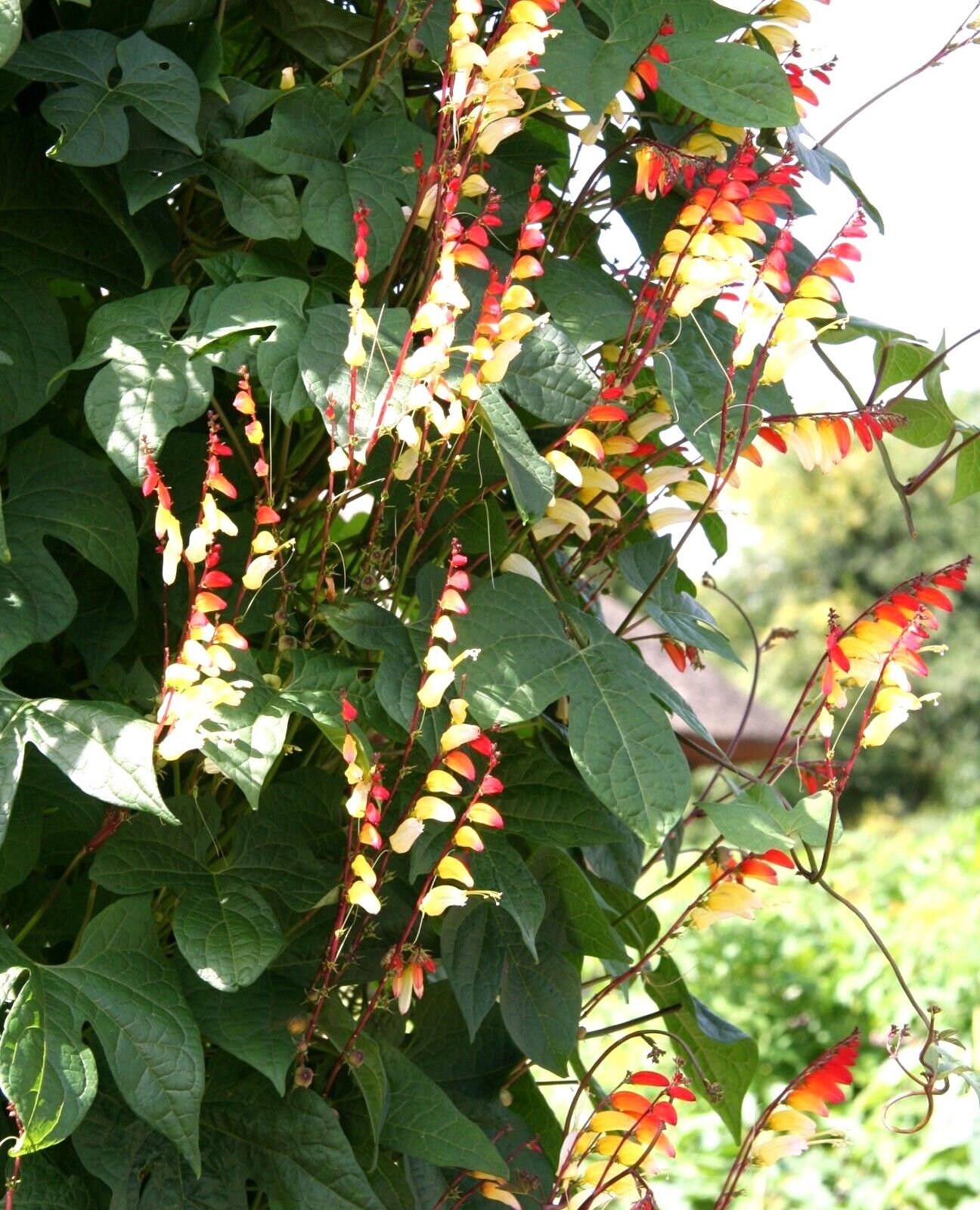 MINI LOBATA SPANISH Flag Ipomoea Lobata Climbing Vine 10 Seeds | Etsy