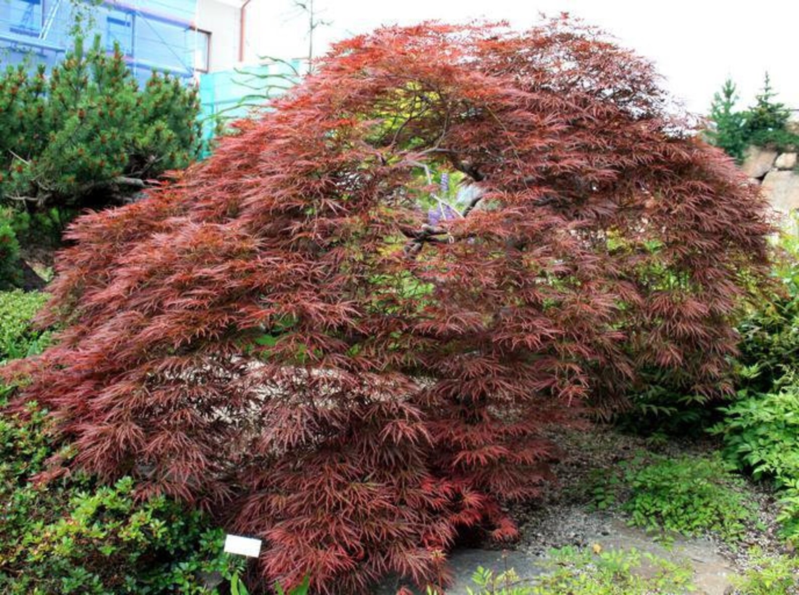 CUTLEAF JAPANESE MAPLE Red Crimson Acer Palmatum Matsumurae 3 | Etsy