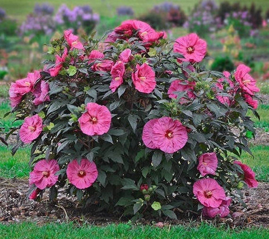 HARDY GIANT HIBISCUS Mix Large Rose Mallow Moscheutos Native | Etsy