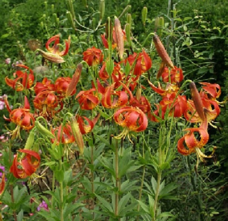 Huge TIGER LILY Lilium Superbum Native Wildflower Turk's | Etsy Canada