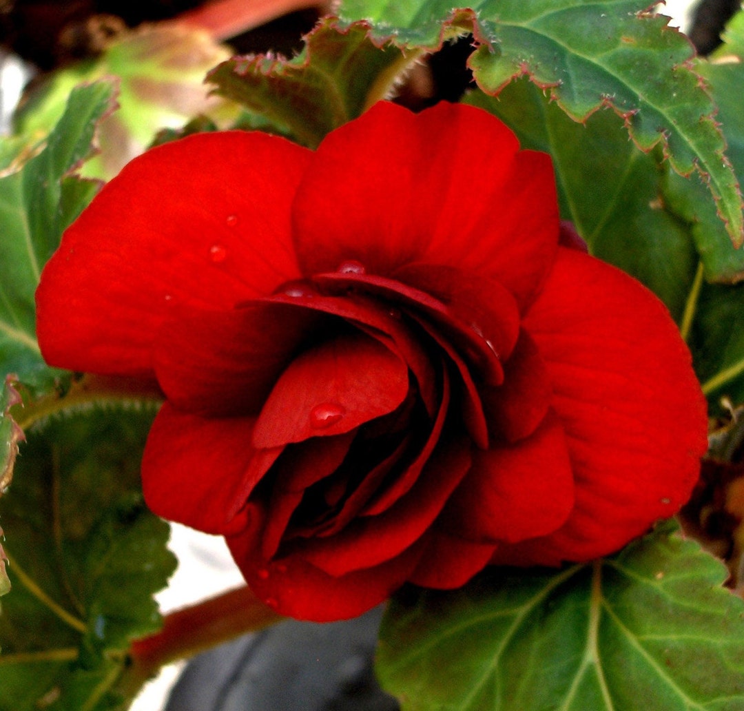 Trailing RED DOUBLE BEGONIA Dark Stunning Tuberous Boliviensis Shade ...
