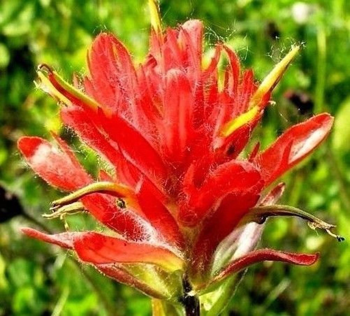 INDIAN PAINTBRUSH Castilleja Indivisa UNIQUE Orange Red Hardy | Etsy