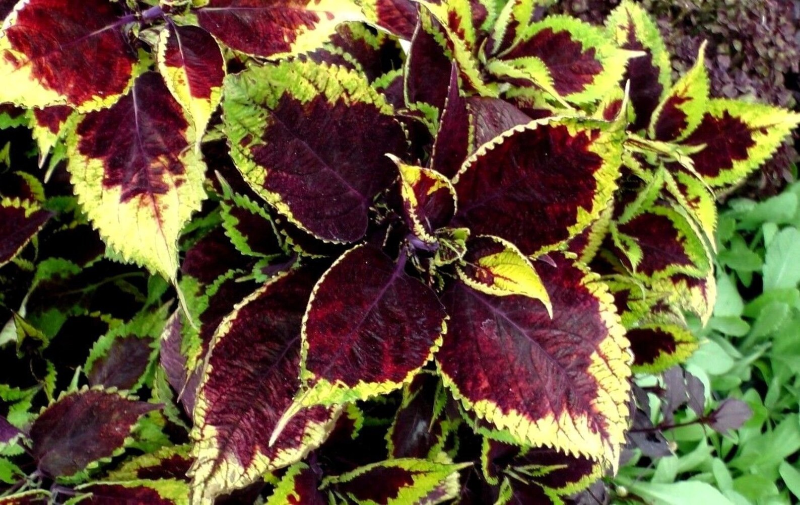VIBRANT COLEUS MIX Shade Assortment Mixed 30 Seeds | Etsy