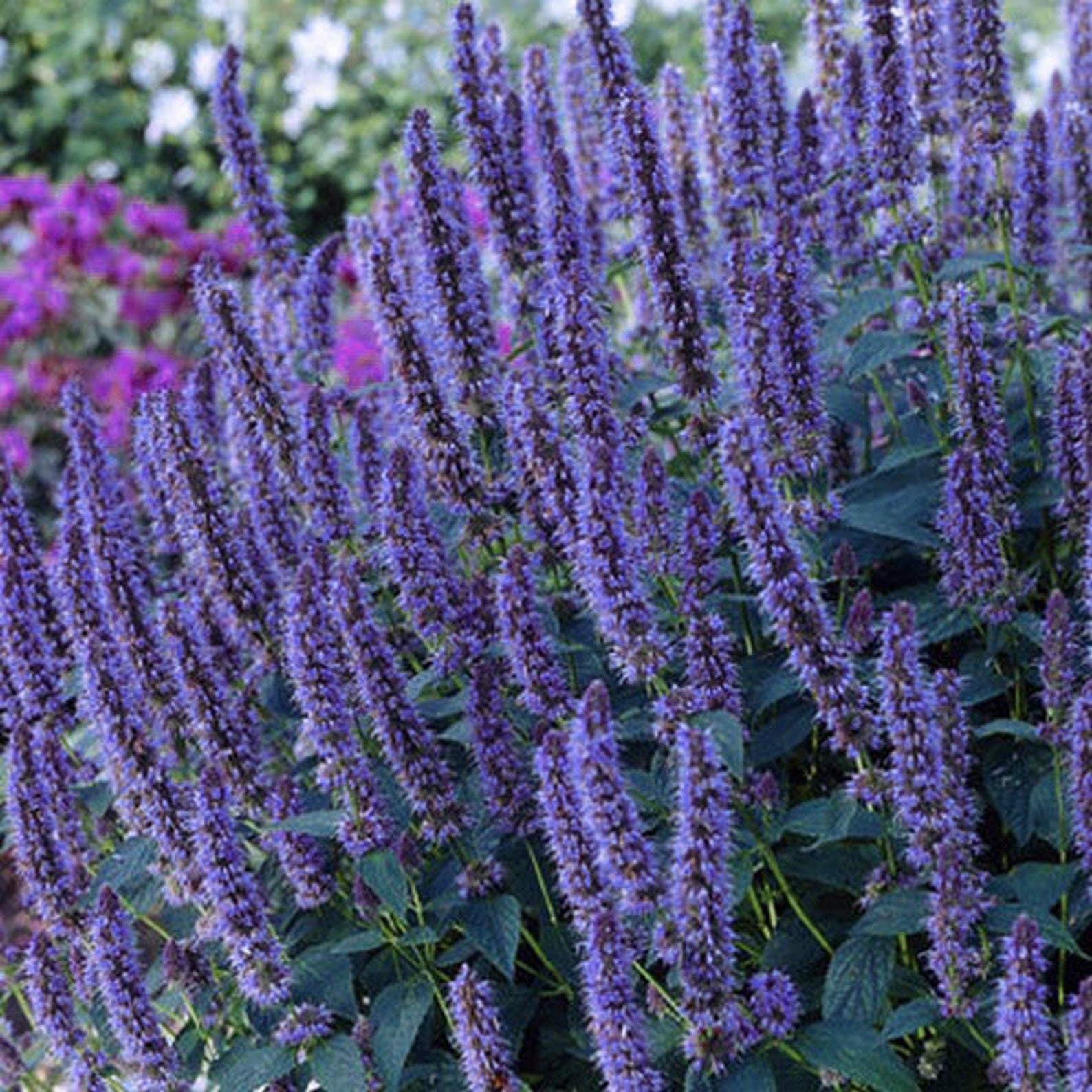 BLUE HYSSOP AGASTACHE Lavender-blue Officinalis 20 Seeds - Etsy
