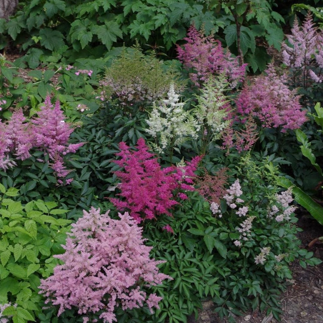 COMPACT ASTILBE Mix Dwarf Shade Perennial Arendsii , 25 Rare Seeds - Etsy