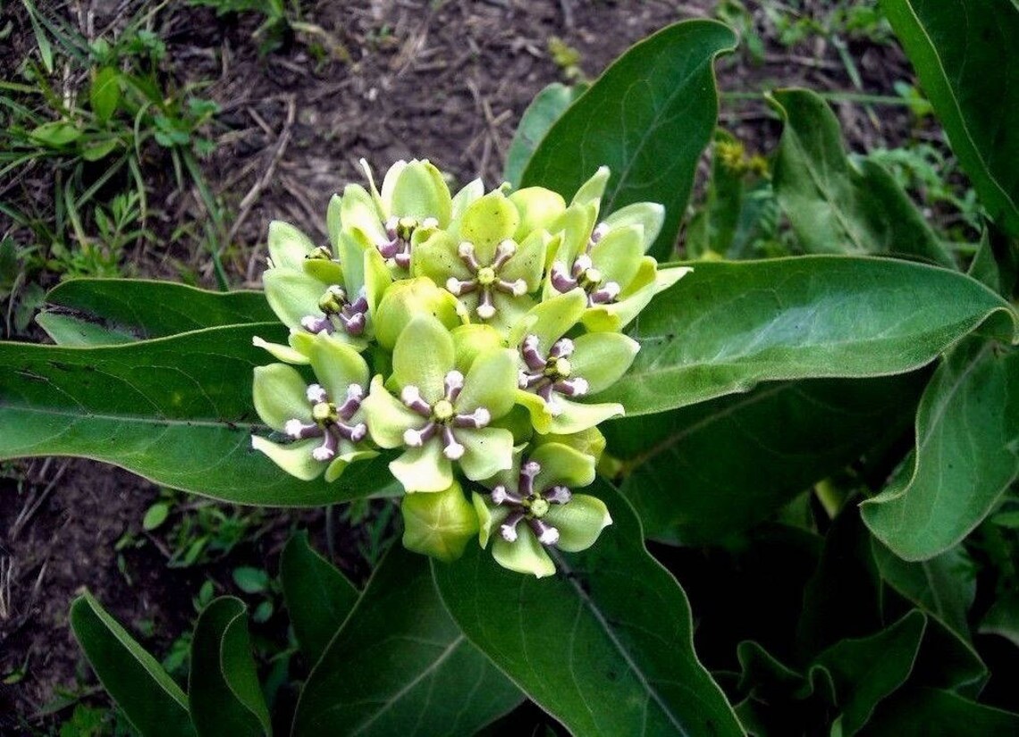 SPIDER ANTELOPE Horns MILKWEED Asclepias Viridis Horn | Etsy