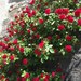 CLIMBING RED ROSE Rosa Bush Hardy Zones 3-9 Scarlet Double Flowers ...