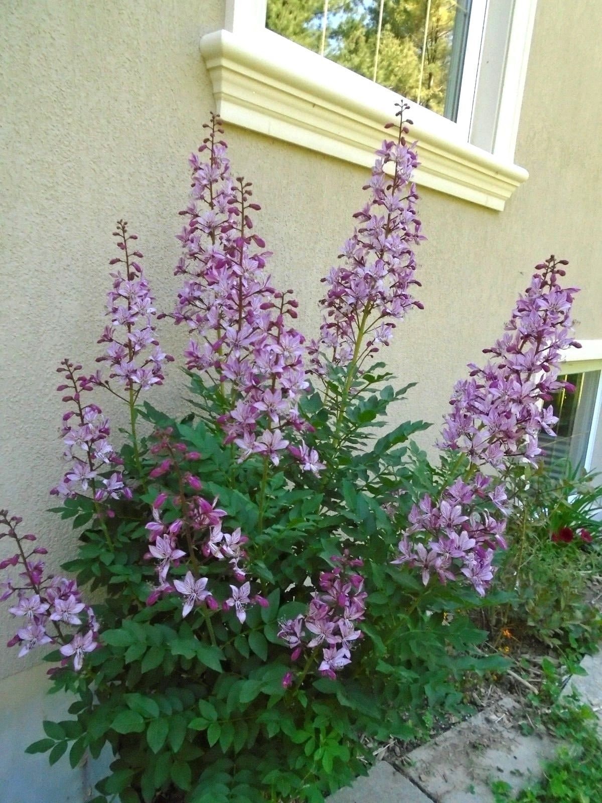 PINK GAS PLANT Dictamnus Flammable Burning Bush Perennial - Etsy Canada
