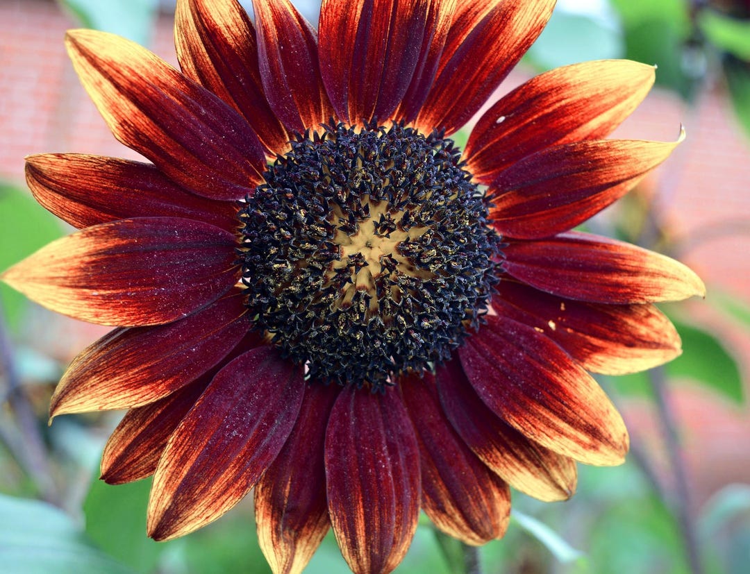SHOCK-O-LAT SUNFLOWER Helianthus Annuus, 10 Rare Seeds - Etsy