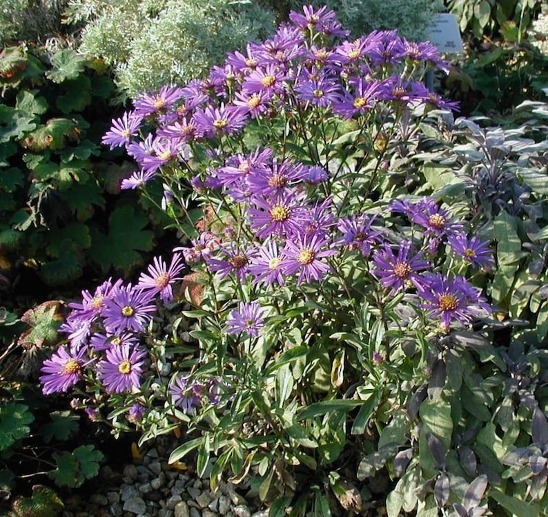 AROMATIC ASTER Fall Wild Blue Wildflower Symphyotrichum | Etsy