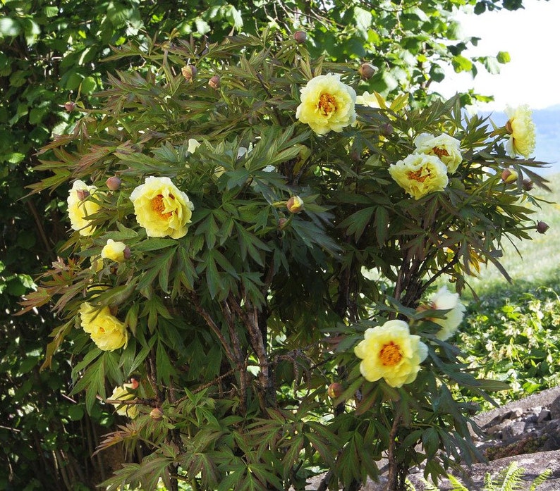 Huge Flowers Gold YELLOW TREE PEONY Paeonia Lutea Hardy Shrub - Etsy