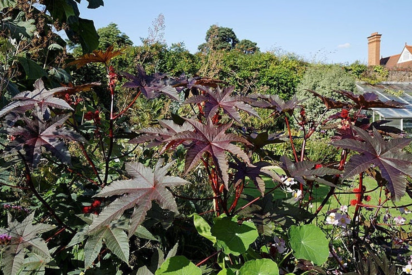 RED CASTOR BEAN Tall Fast-growing Annual Large Purple Leaves - Etsy