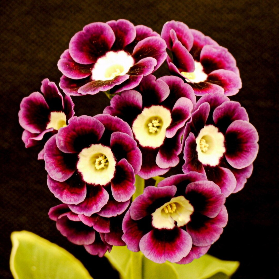 Multi Colored Flowers PRIMULA Auricula Picotee Primrose Perennial Shade ...