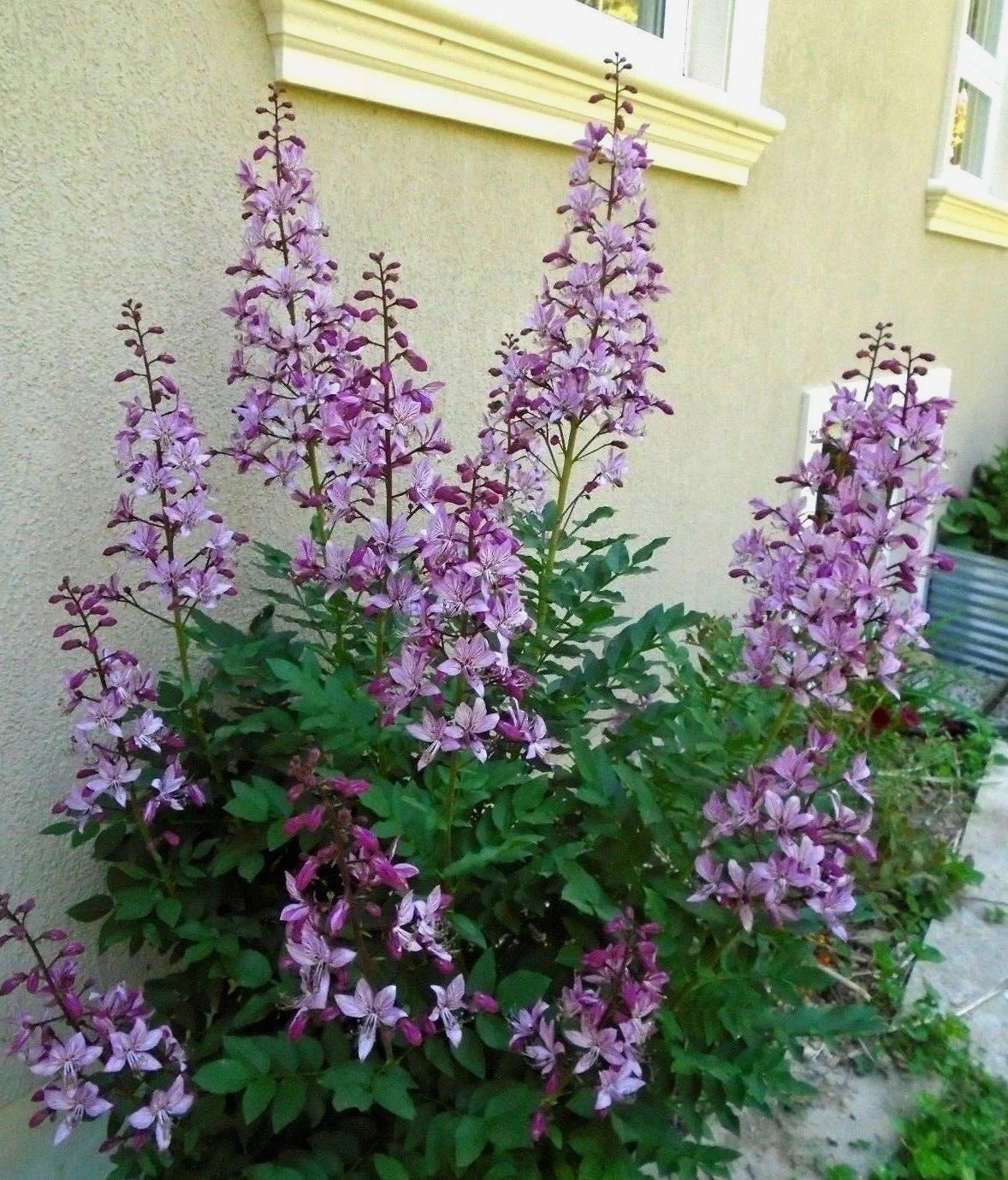PINK GAS PLANT Dictamnus Flammable! Burning Bush Perennial Fireweed - Etsy