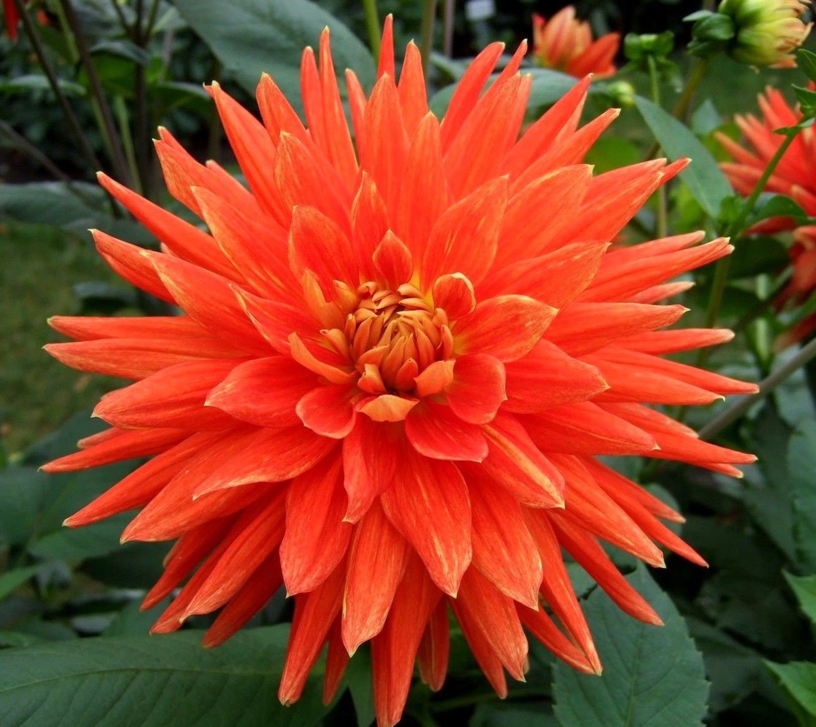 LARGE DOUBLE DAHLIA Dinnerplate Giant Huge Tall Grandiflora 10 | Etsy