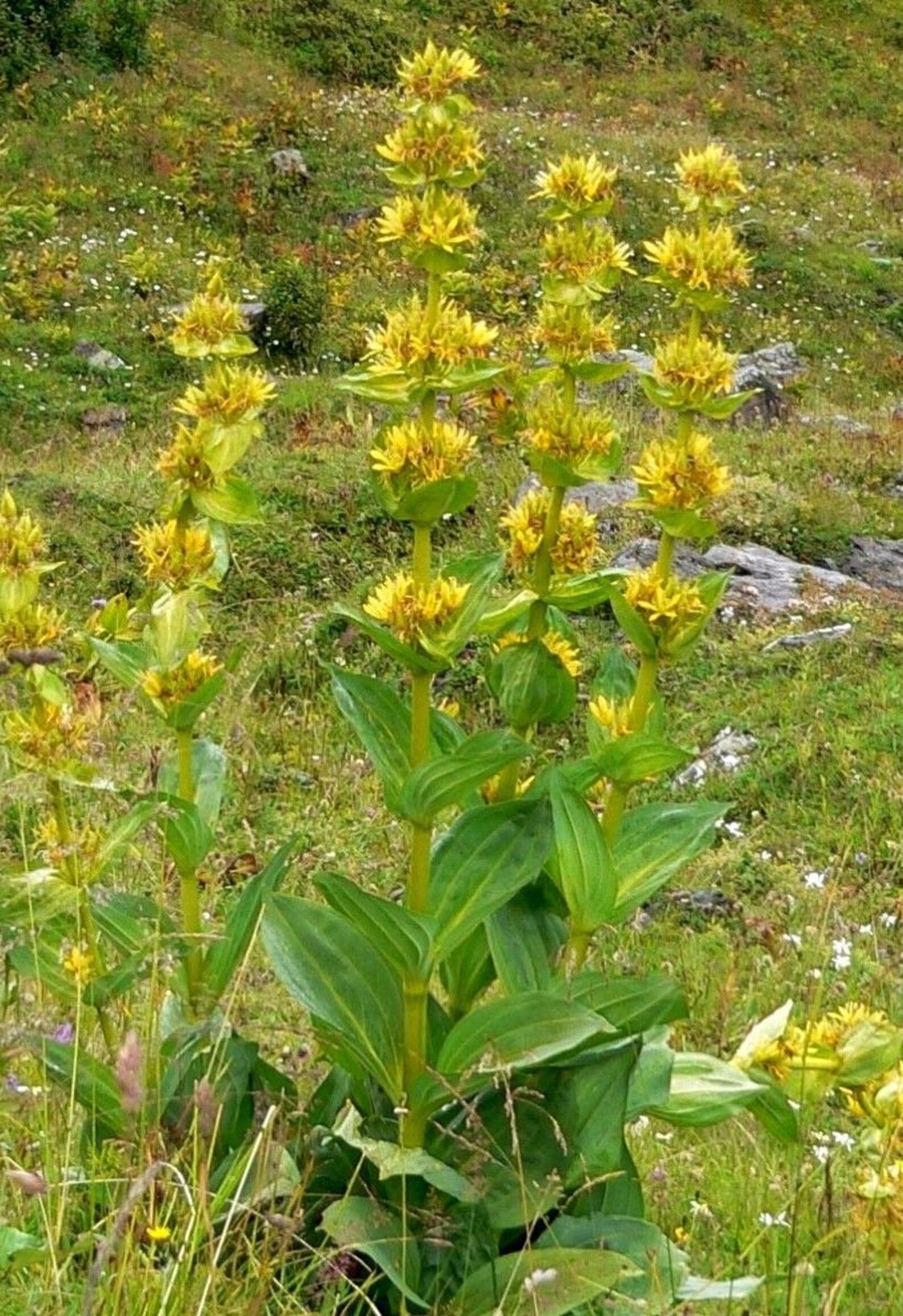 GOLDEN YELLOW GENTIAN Lutea Gentiana Tall Easy To Grow Unique - Etsy.de