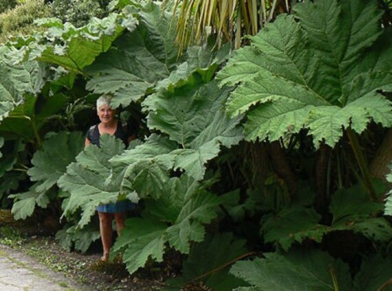 GUNNERA MANICATA Generous Massive Huge Gigantic Hardy Rhubarb - Etsy