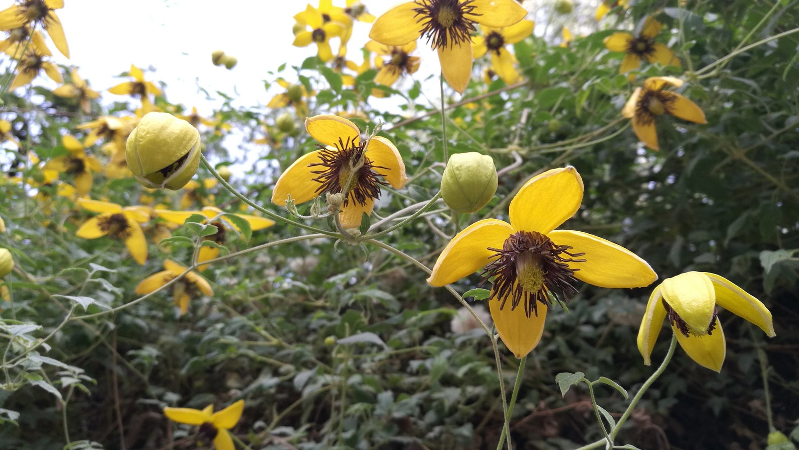 YELLOW CLEMATIS Tangutica Unique Climbing Vine 10 Seeds - Etsy