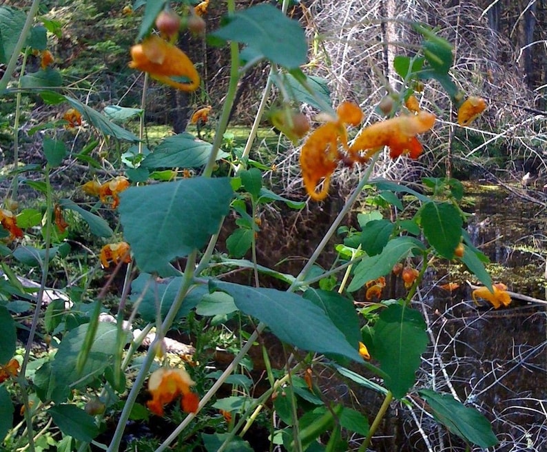 TOUCH ME NOT Jewelweed Impatiens Capensis Popping Orange Red - Etsy