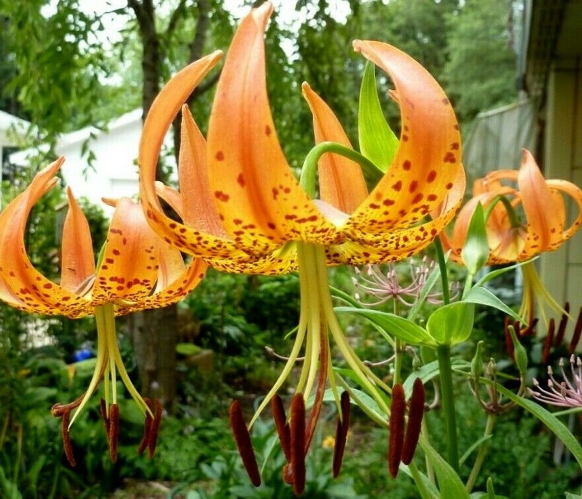 Huge TIGER LILY Lilium Superbum Native Wildflower Turk's | Etsy Canada