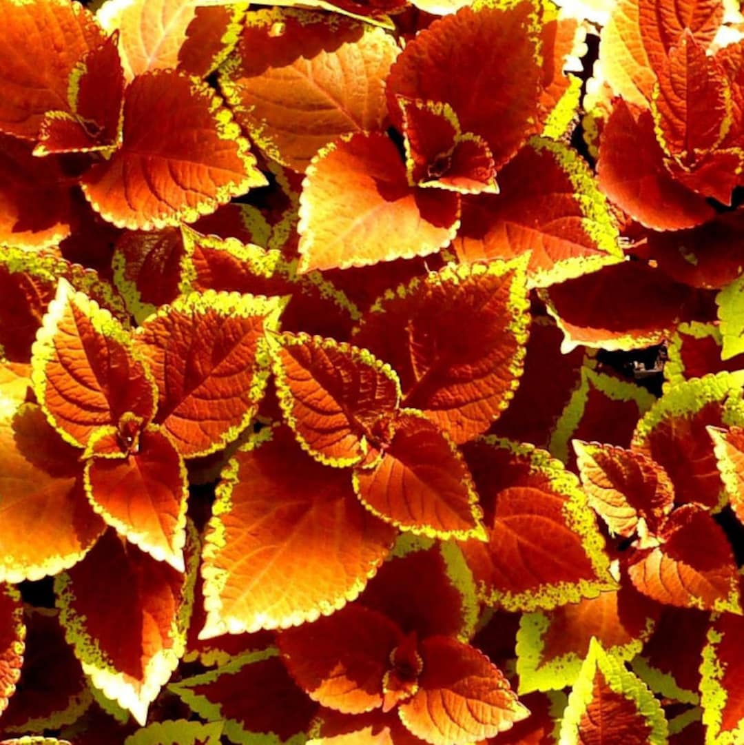 ORANGE SUNSET COLEUS Glowing Foliage Flower Colorful Shade Large Leaves ...