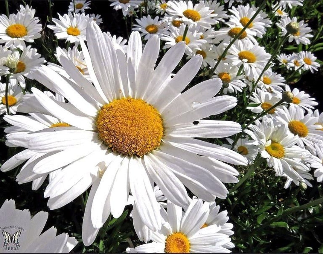 SHASTA DAISY Large Chrysanthemum Maximum Hardy Perennial Alaska Flower ...