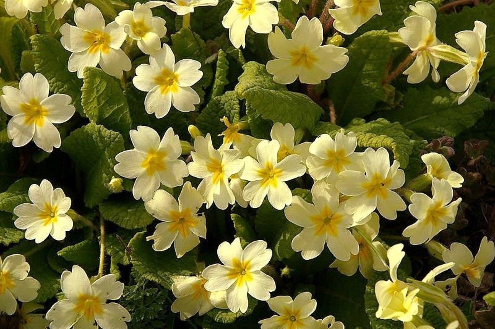 WILD PRIMROSE Primula Vulgaris Creamy Yellow White Garden | Etsy