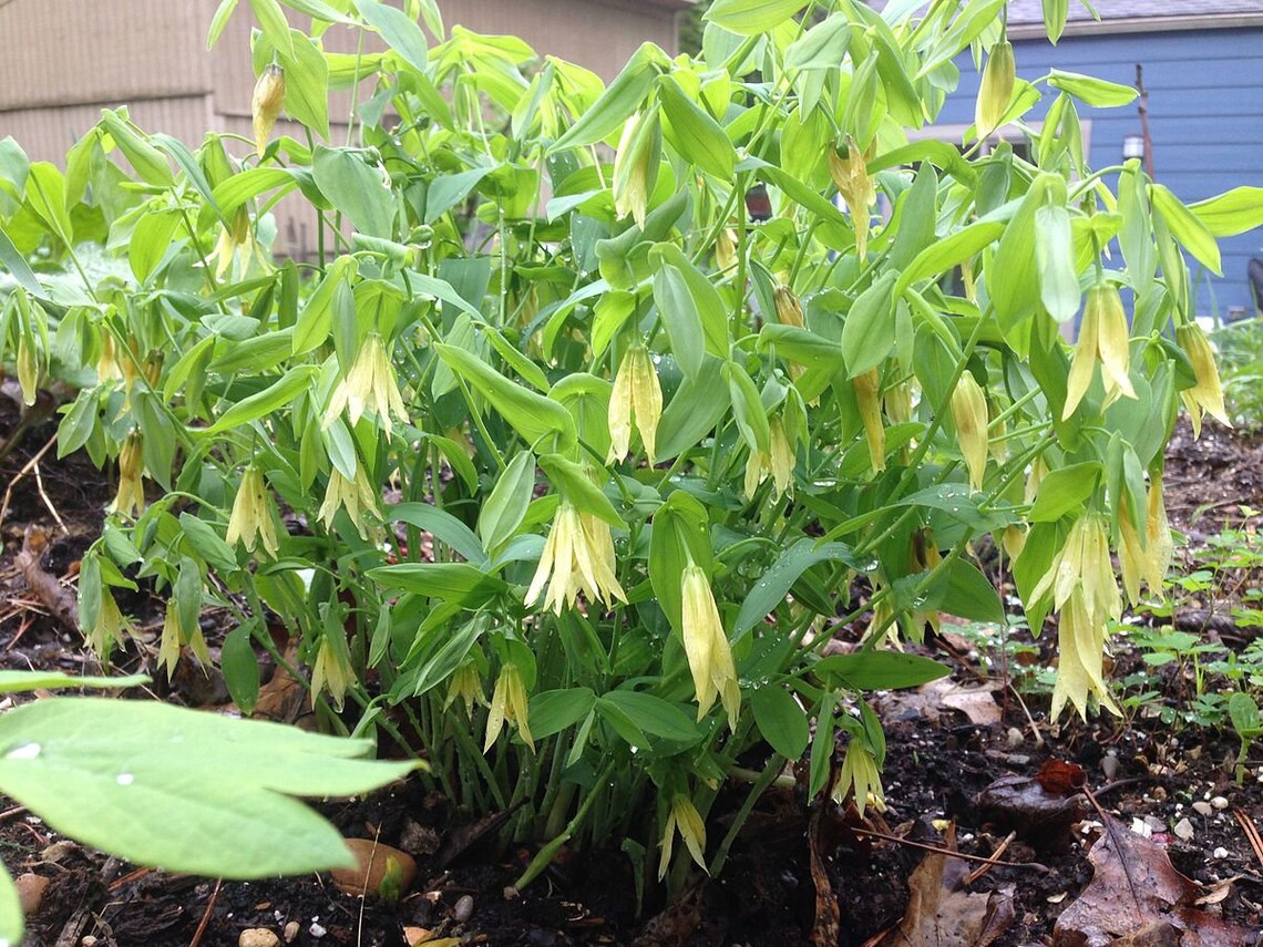 BELLWORT Uvularia Grandiflora Yellow Wildflower Native | Etsy