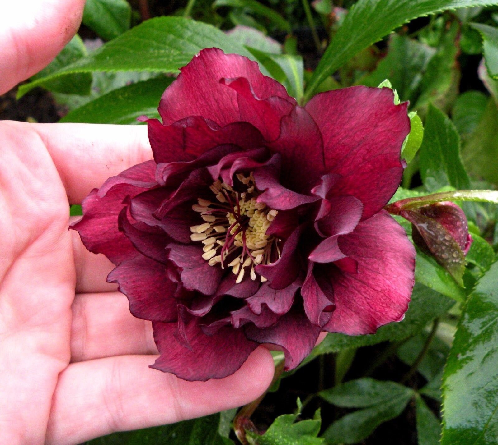Rare DOUBLE HELLEBORUS Orientalis Hardy Perennial Christmas - Etsy