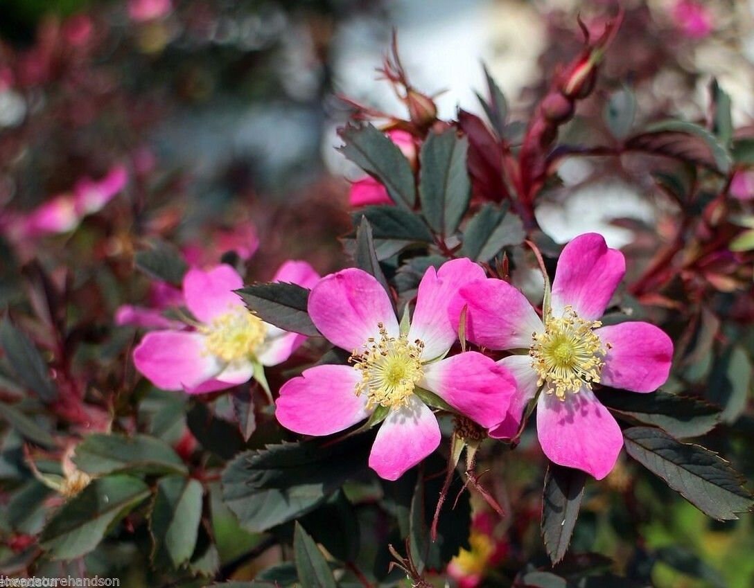SHRUB ROSE GLAUCA Pink Red Rosa Hardy Flowering, 10 Seeds - Etsy Canada