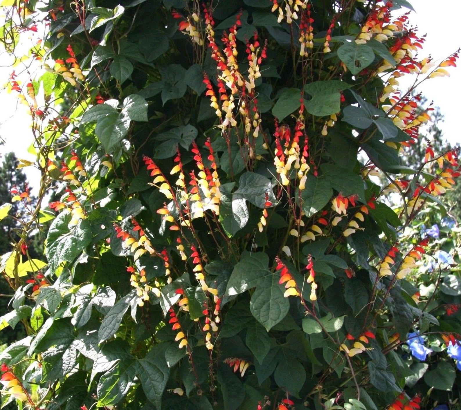 MINI LOBATA SPANISH Flag Ipomoea Lobata Climbing Vine 10 Seeds | Etsy