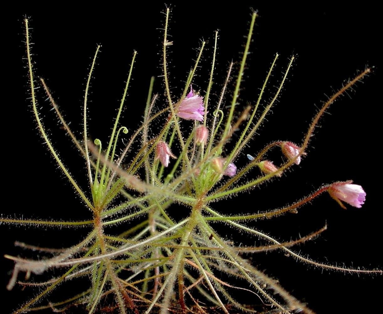 Carnivorous plant Byblis rorida Lake Campion 5 Seeds RARE Outdoor ...