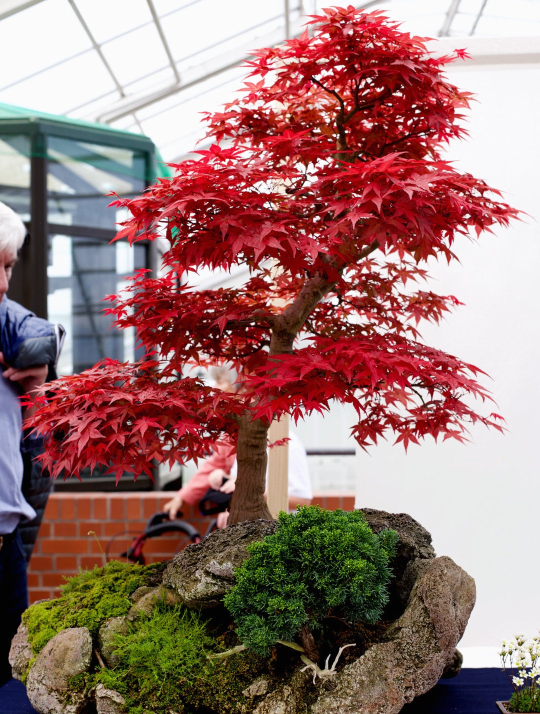 Bonsai SHOJO JAPANESE MAPLE Acer Palmatum Amoenum Shojo 5 Rare Seeds - Etsy