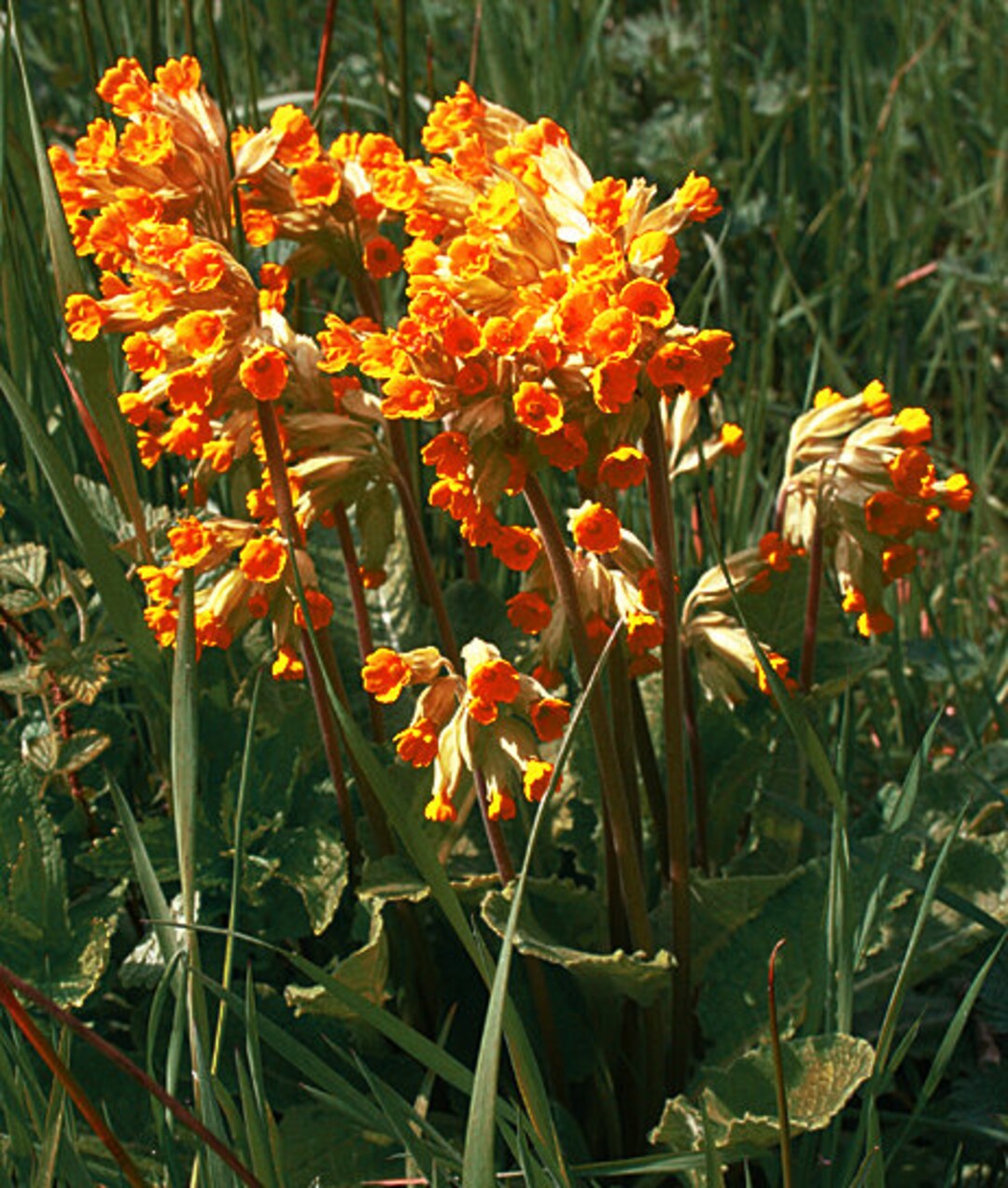 SUNSET COWSLIP PRIMROSE Primula Veris Red Orange Perennial Shade ...