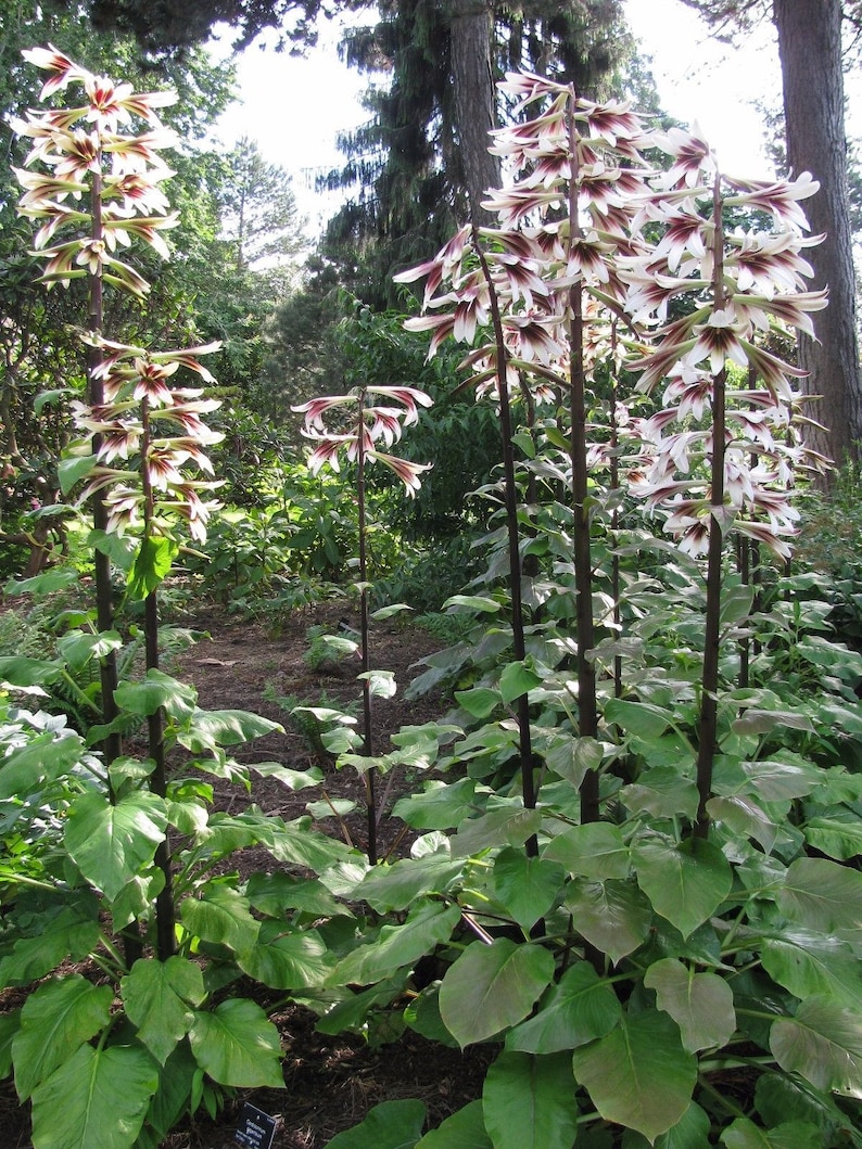 GIANT HIMALAYAN LILY Cardiocrinum Giganteum Yunnan Forms Bulb - Etsy