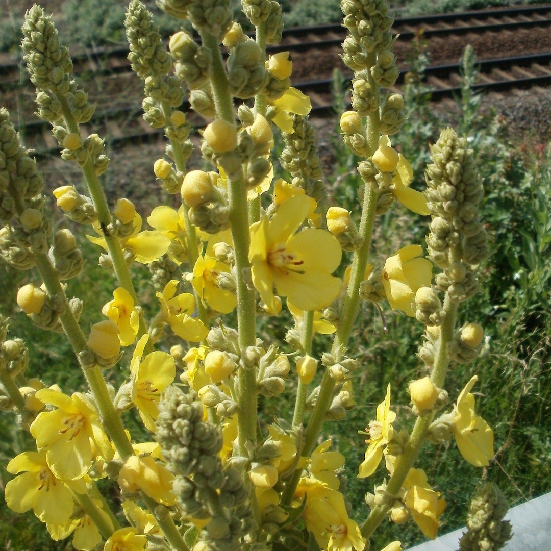 VERBASCUM Yellow Mullein Thapsus Perennial Mullien Wildflower Native ...
