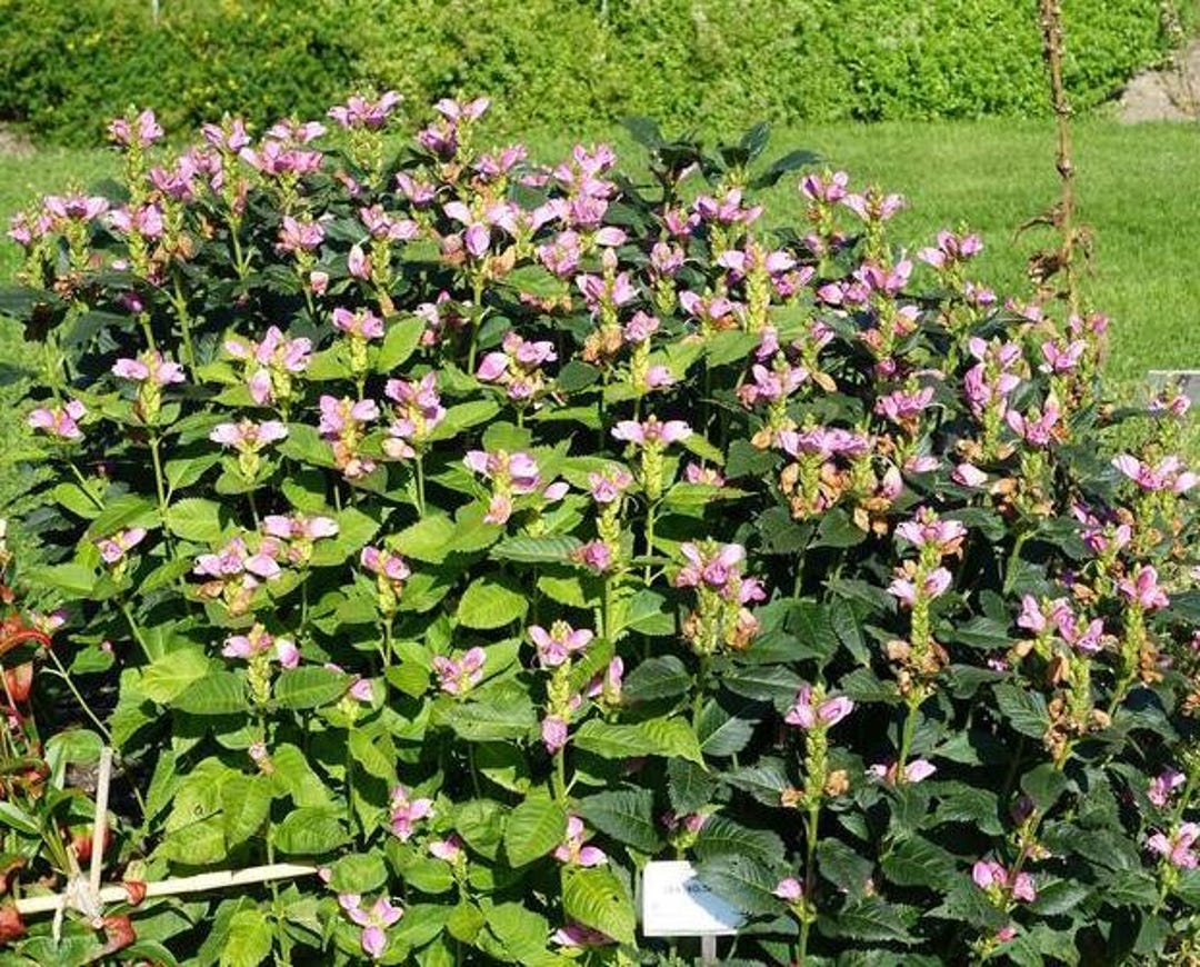 PINK TURTLEHEAD CHELONE Snakehead Hardy Perennial Turtle Head Purple ...