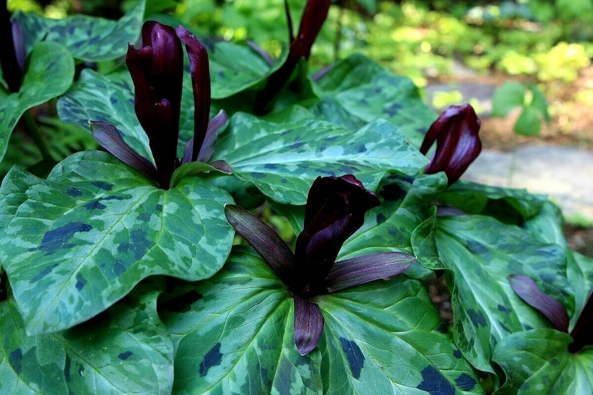 Home & Hobby Craft Supplies & Tools Floral & Garden Crafts 15 Purple ...