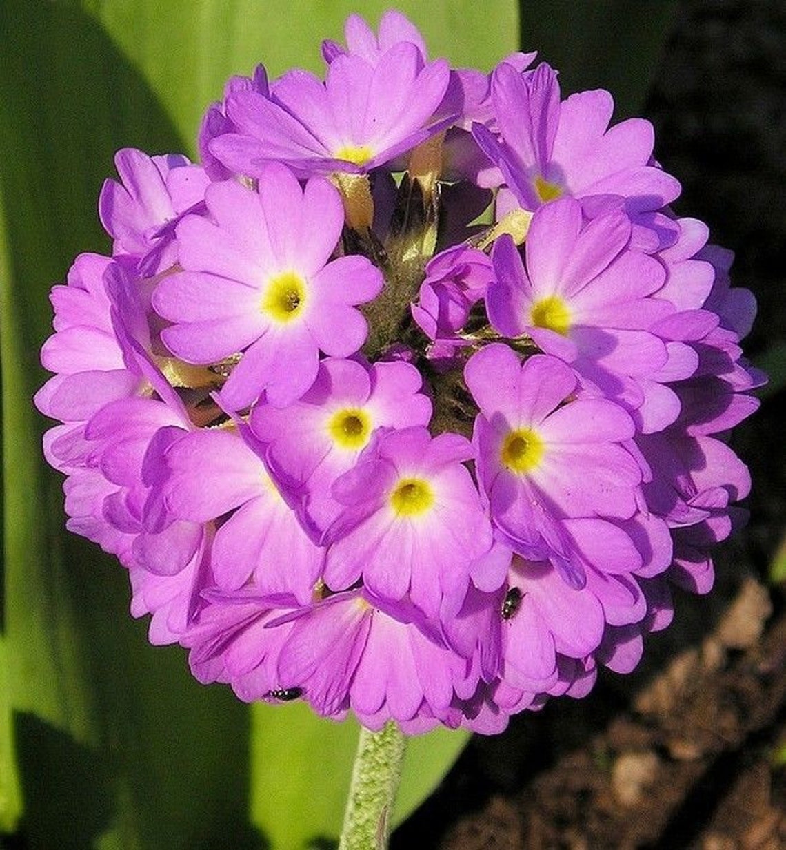 DRUMSTICK PRIMROSE Primula Denticulata Hardy Perennial Balls | Etsy