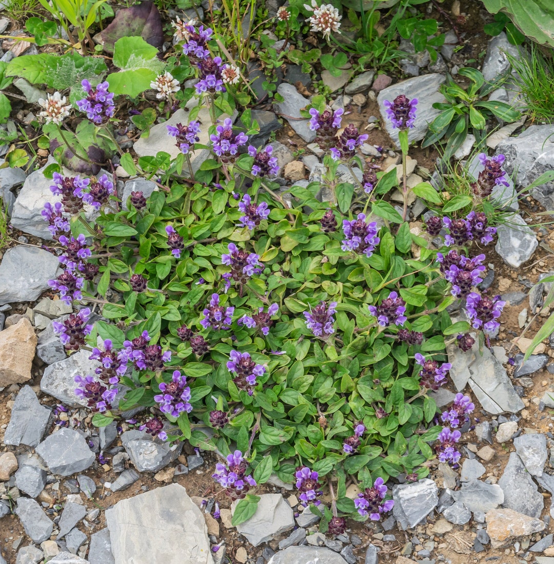 SELF HEAL MIX Prunella Grandiflora Perennial Sun Blue Purple Mixed ...