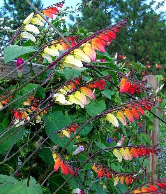MINI LOBATA SPANISH Flag Ipomoea Lobata Climbing Vine 10 Seeds - Etsy