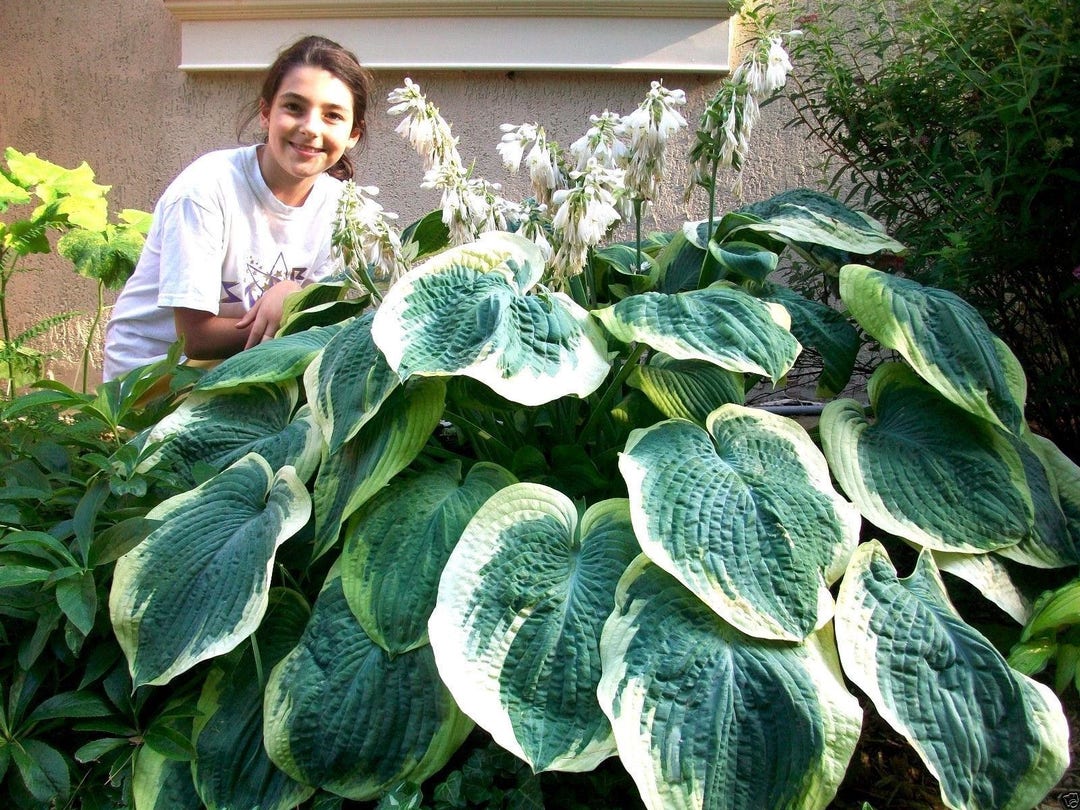 MASSIVE GIANT HOSTA!!! Huge Large Thick Leaves Shade, 20 Seeds - Etsy