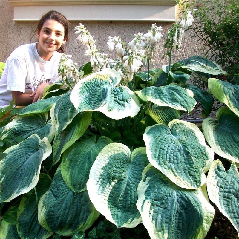 Blood of God Hosta - Etsy Canada