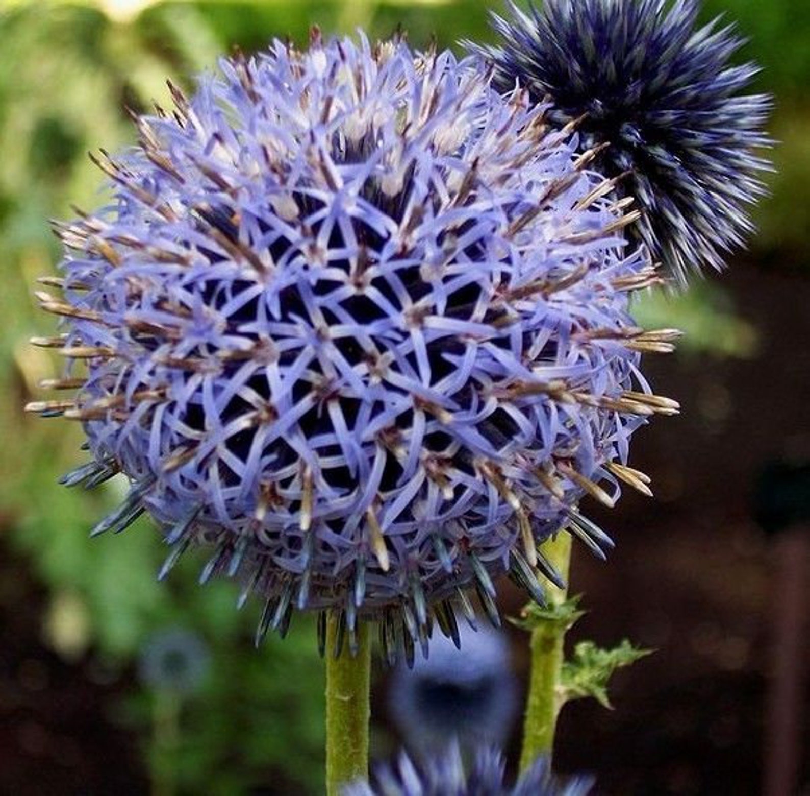 GIANT BLUE GLOW Globe Thistle Huge Enormous Flowers Blue | Etsy