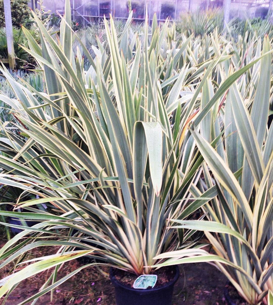 VARIEGATED FLAX Phormium Tenax New Zealand Colorful Grass - Etsy