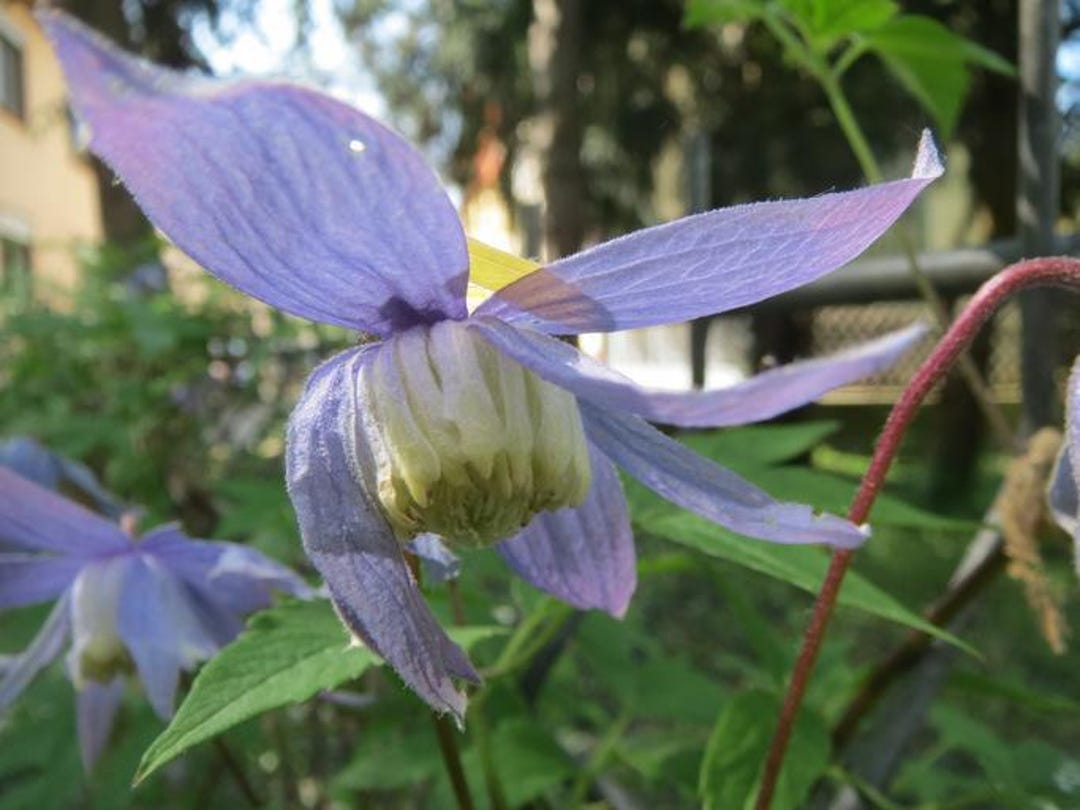 BLUE ALPINE CLEMATIS Alpina Hardy Climbing Vine, 10 Seeds - Etsy