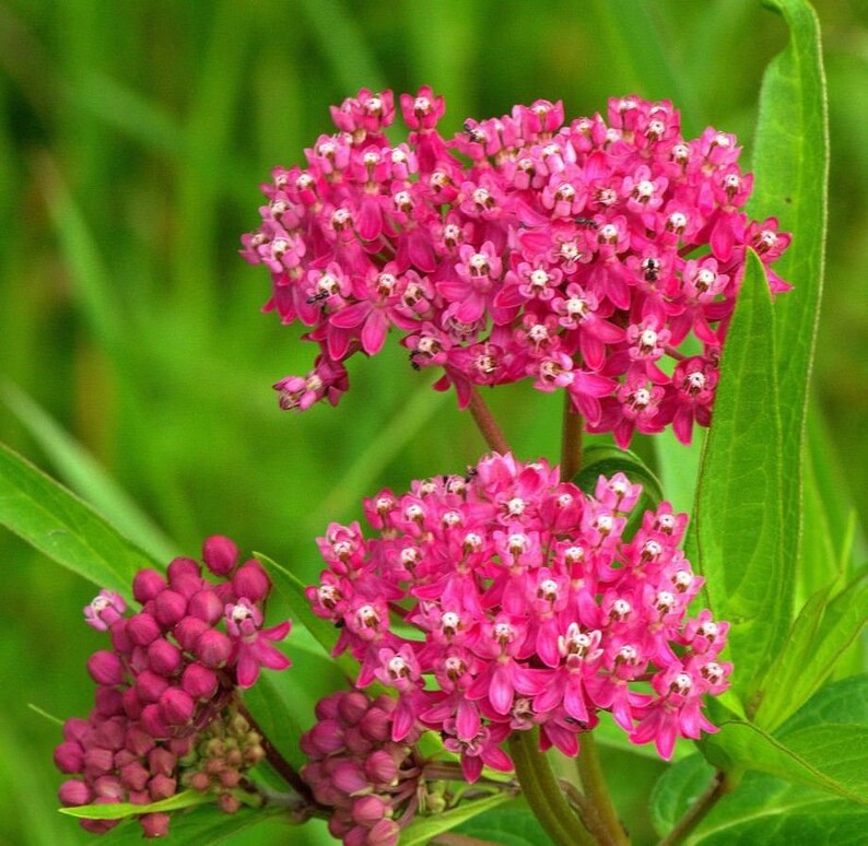 ROSE MILKWEED Asclepias Incarnata Pink Red Swamp Hardy - Etsy Canada