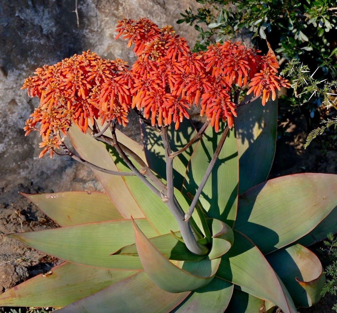 Coral Aloe Striata Blouaalwyn Succulent Drought Tolerant Hot Etsy