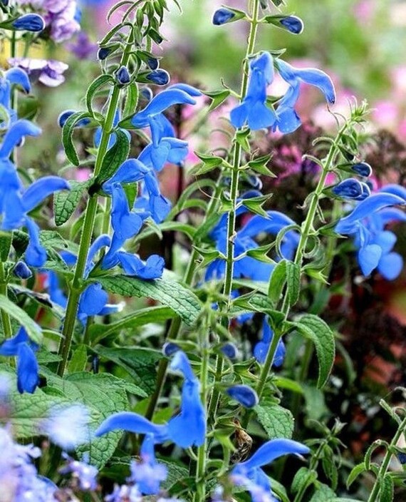 COMPACT GENTIAN SAGE Patens Sky Blue Perennial 3 Rare Seeds | Etsy